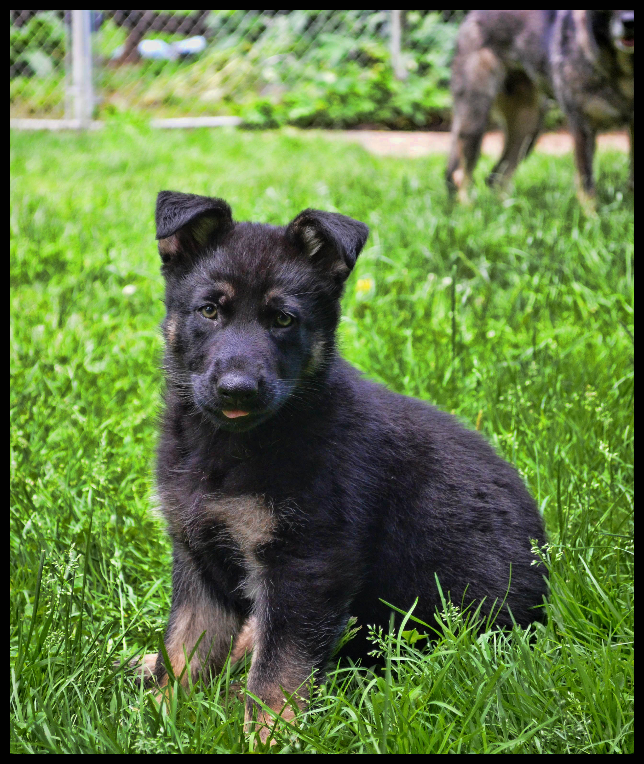 Ontario Region – GSSCC – German Shepherd Schutzhund Club of Canada