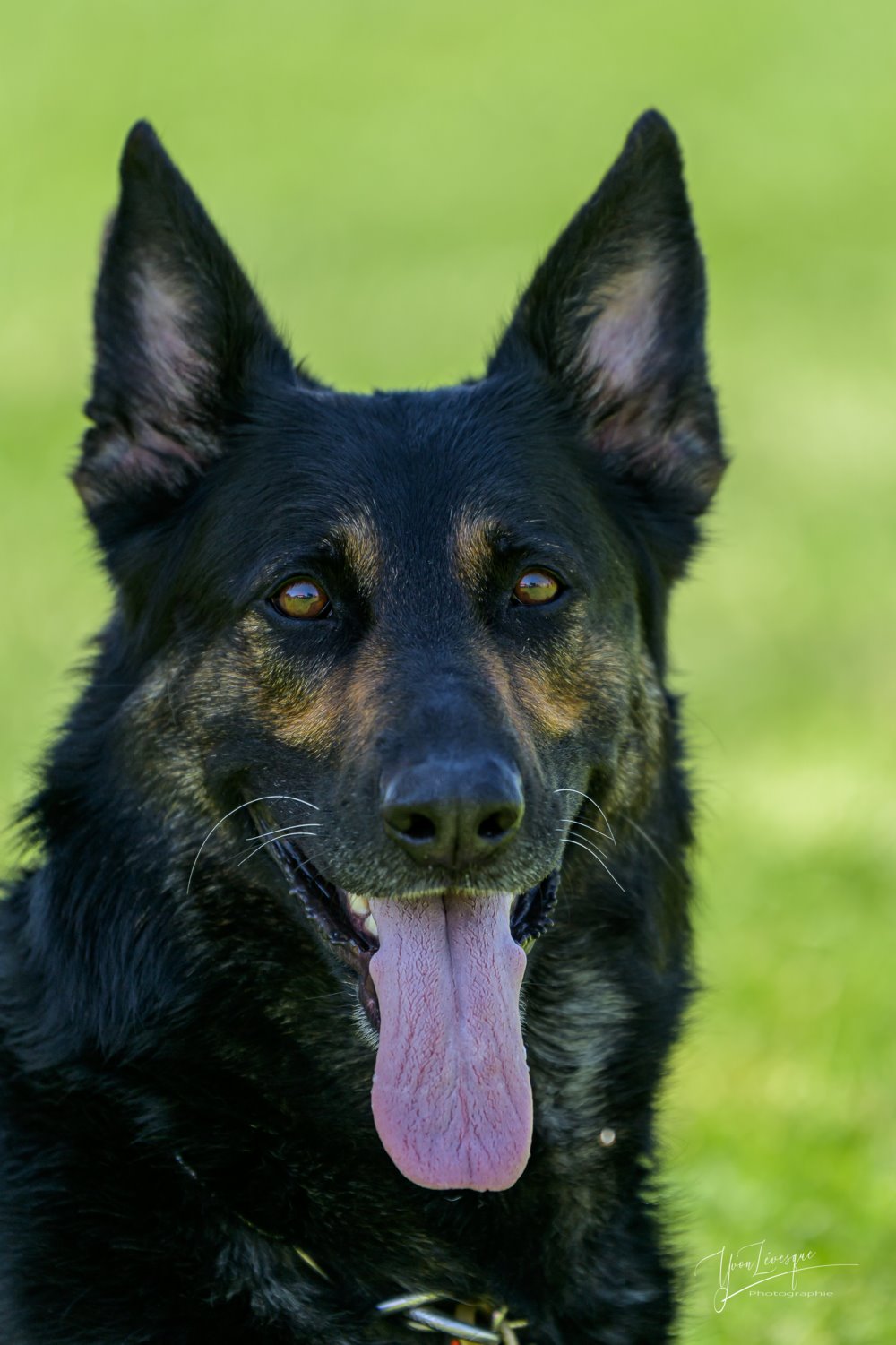 Ontario Region – GSSCC – German Shepherd Schutzhund Club of Canada
